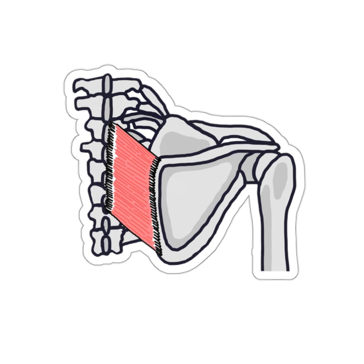 Rhomboid Major Muscle Sticker, Anatomy Sticker, Physiology Decal ...
