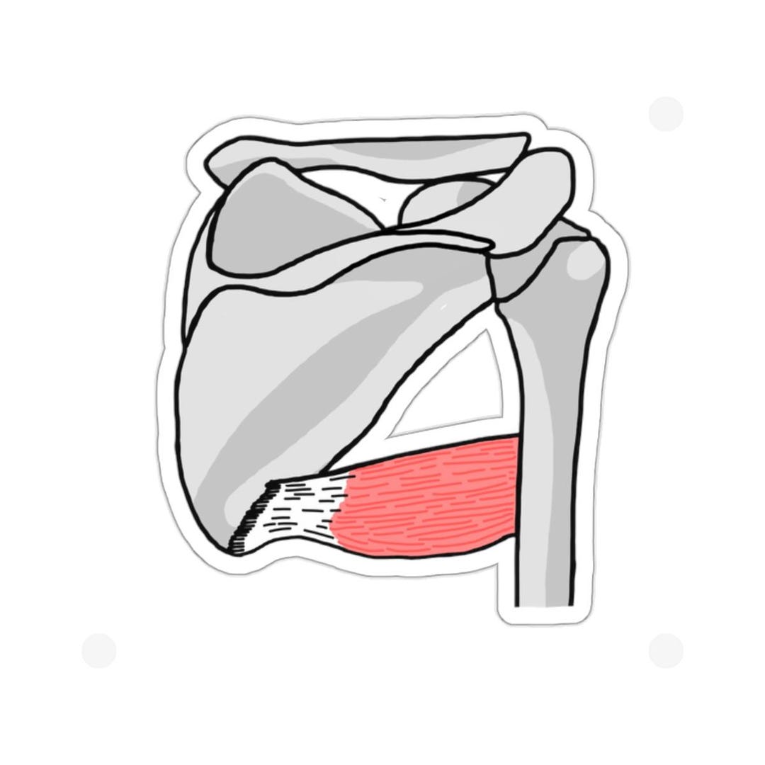 Teres Major Sticker, Muscle Sticker, Anatomy Sticker, Muscle Diagram ...