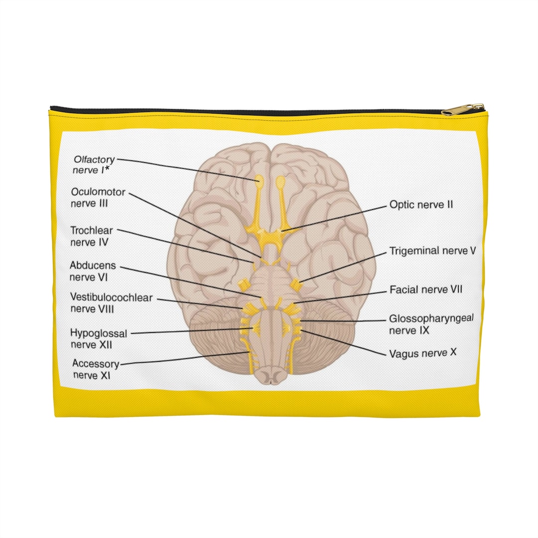 Cranial Nerve Pencil Pouch With Labels and Functions, Cranial Nerve ...