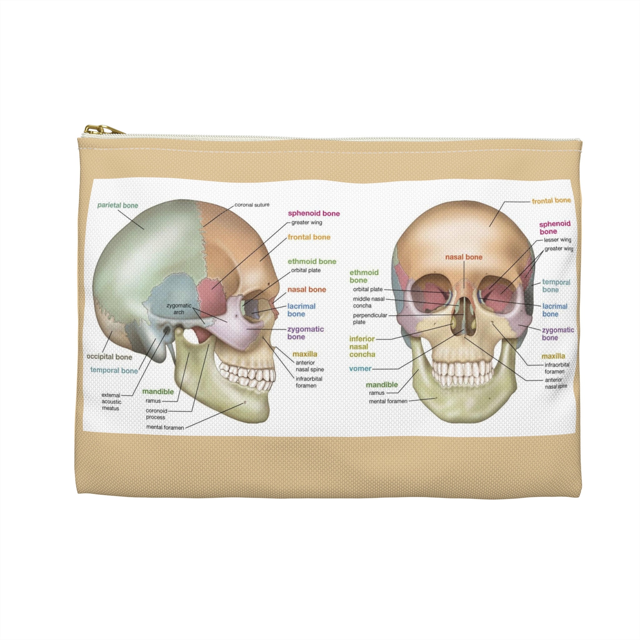 Human Skull and Skeleton Pencil Pouch With Labels, Skeletal System ...