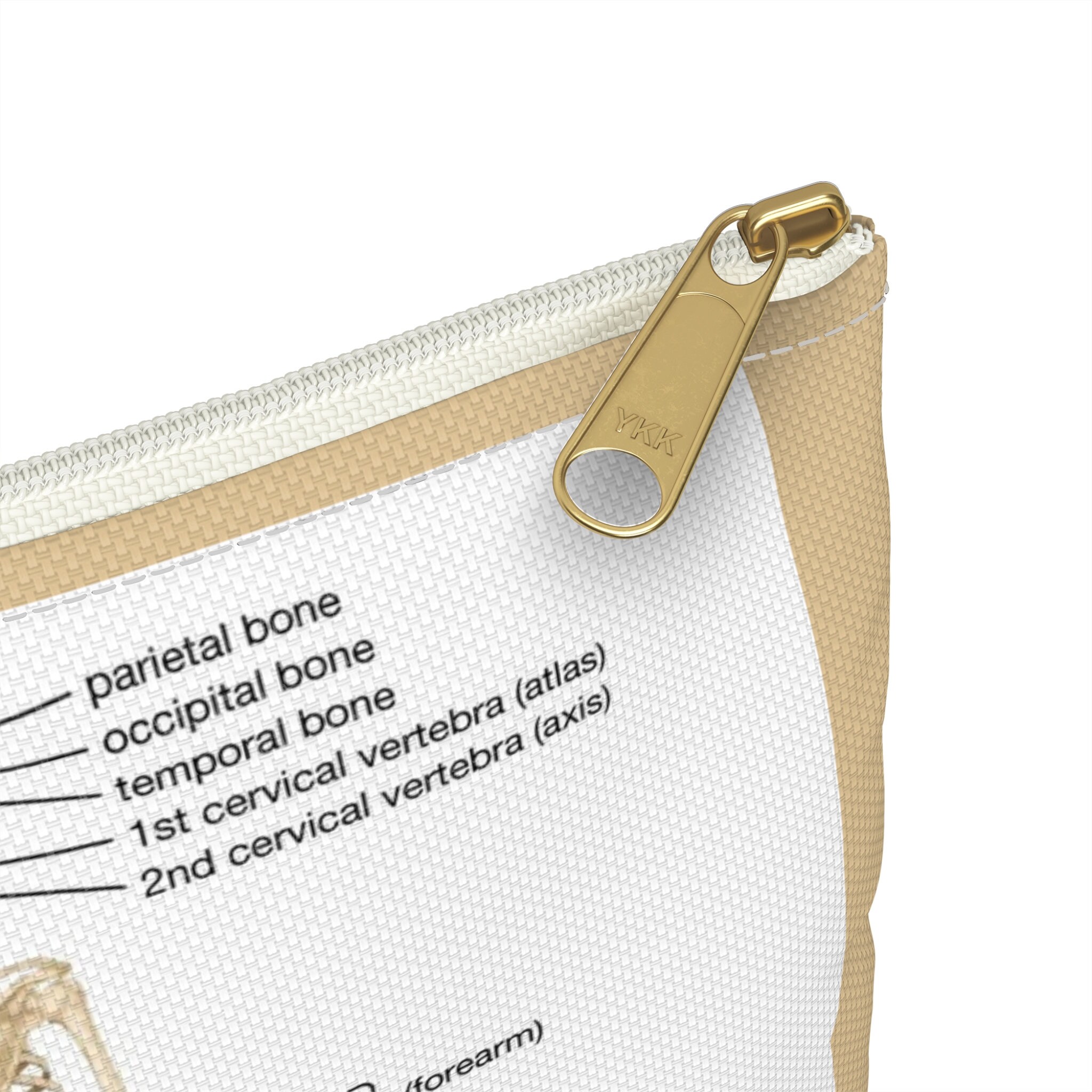 Human Skull and Skeleton Pencil Pouch With Labels, Skeletal System ...