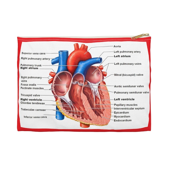 Corazón Anatómico Etiquetado