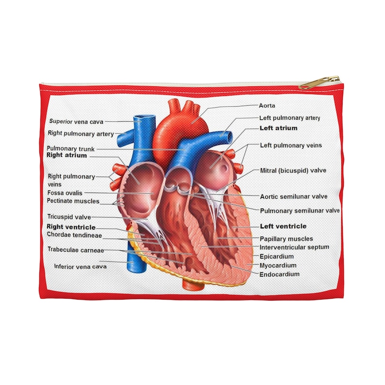 Anatomical Heart Pencil Pouch With Labels, Heart Anatomy Accessory ...