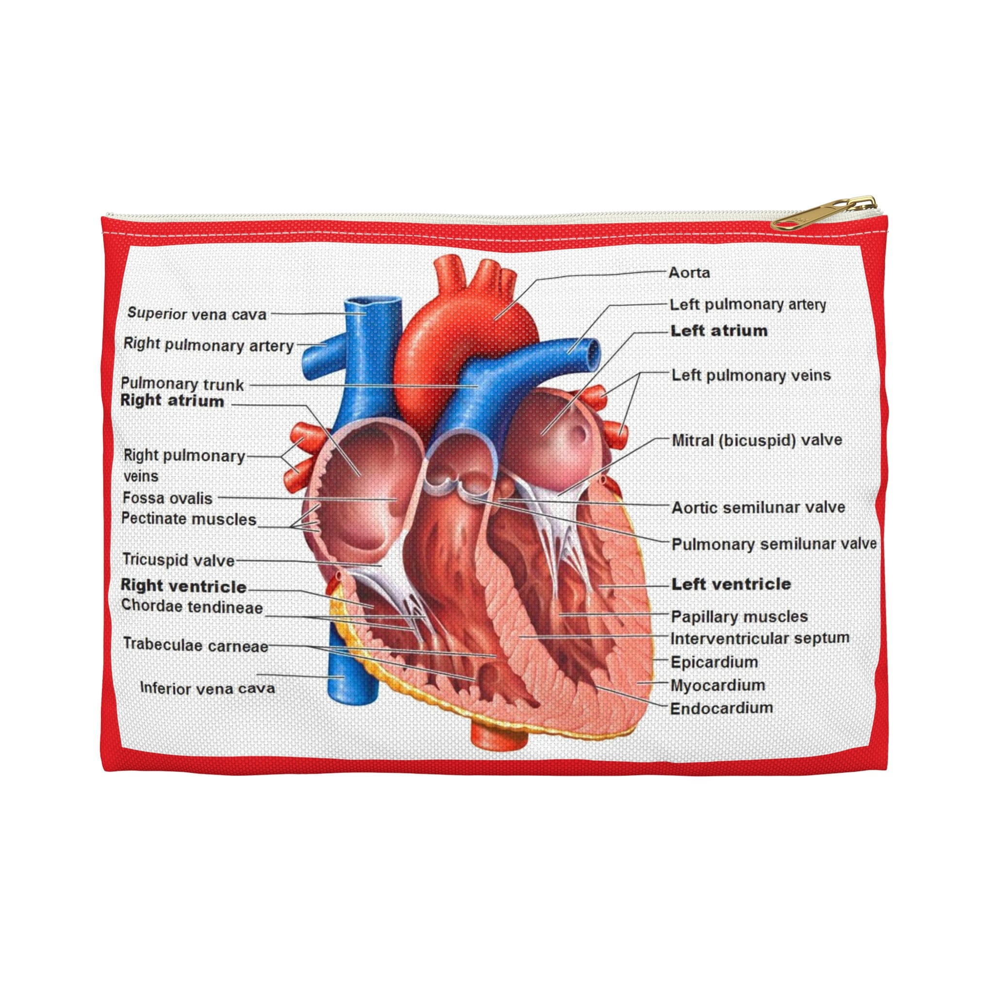 Anatomical Heart Pencil Pouch With Labels, Heart Anatomy Accessory ...