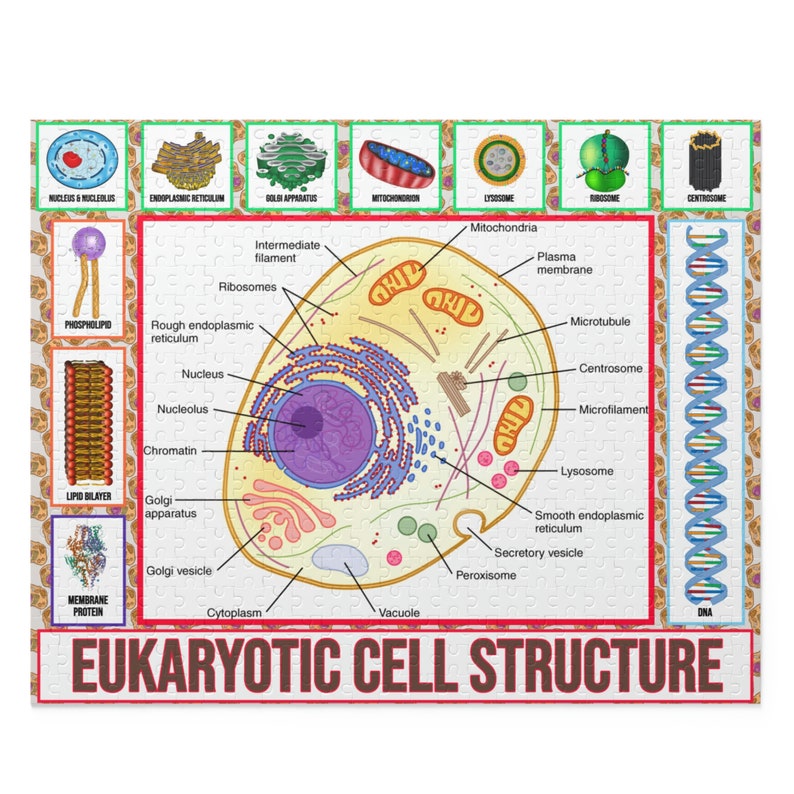 Cell Structure Puzzle, Science Puzzles, Cell Biology Puzzles ...