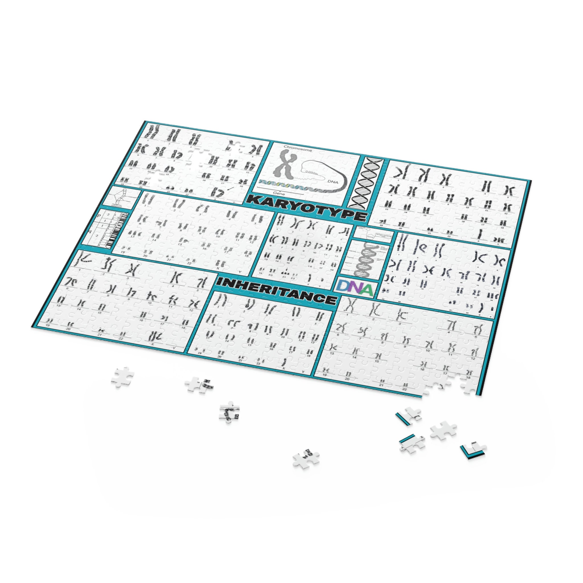Human Karyotypes and DNA Puzzle; Inheritance Puzzle With Human ...