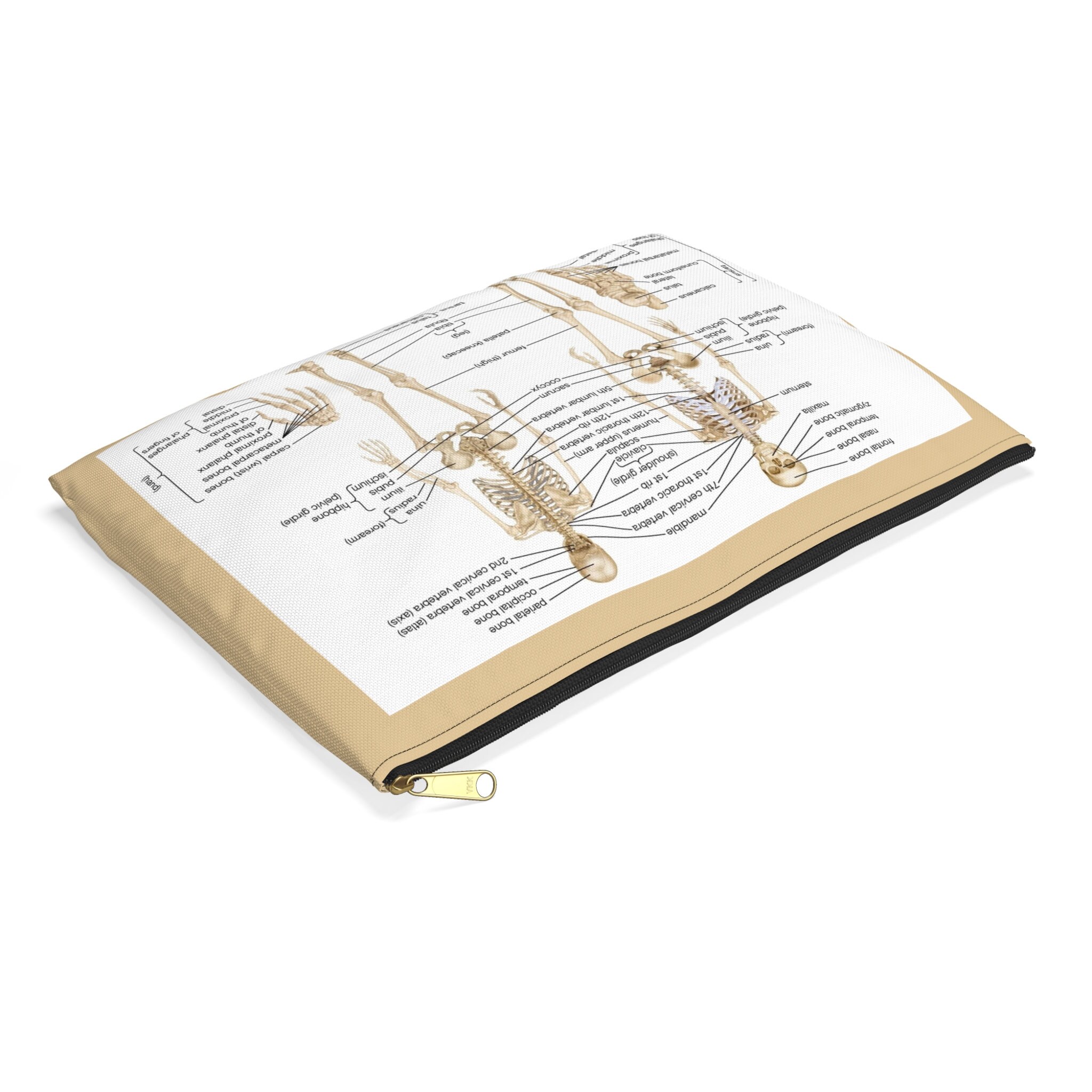 Human Skull and Skeleton Pencil Pouch With Labels, Skeletal System ...