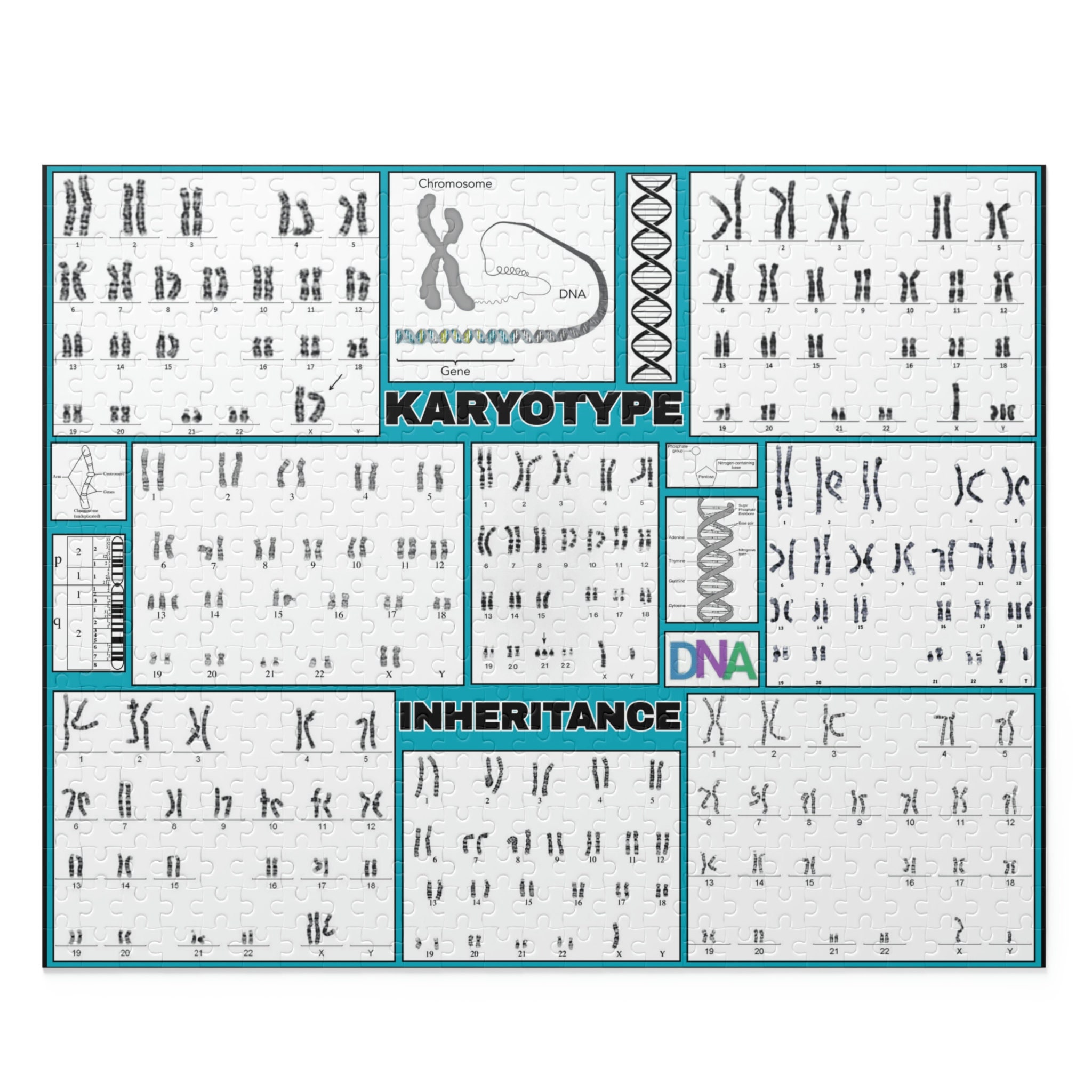 Human Karyotypes and DNA Puzzle; Inheritance Puzzle With Human ...