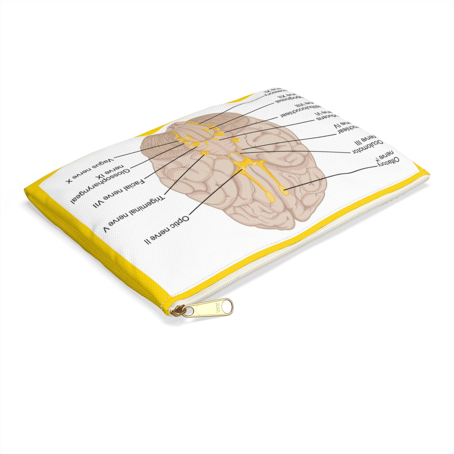 Cranial Nerve Pencil Pouch With Labels and Functions, Cranial Nerve ...