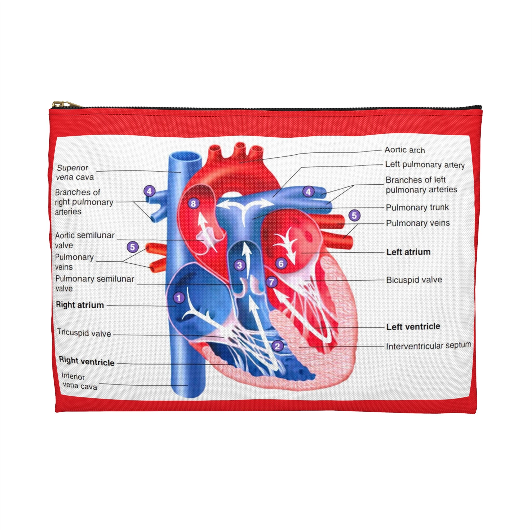 Anatomical Heart Pencil Pouch With Labels, Heart Anatomy Accessory ...