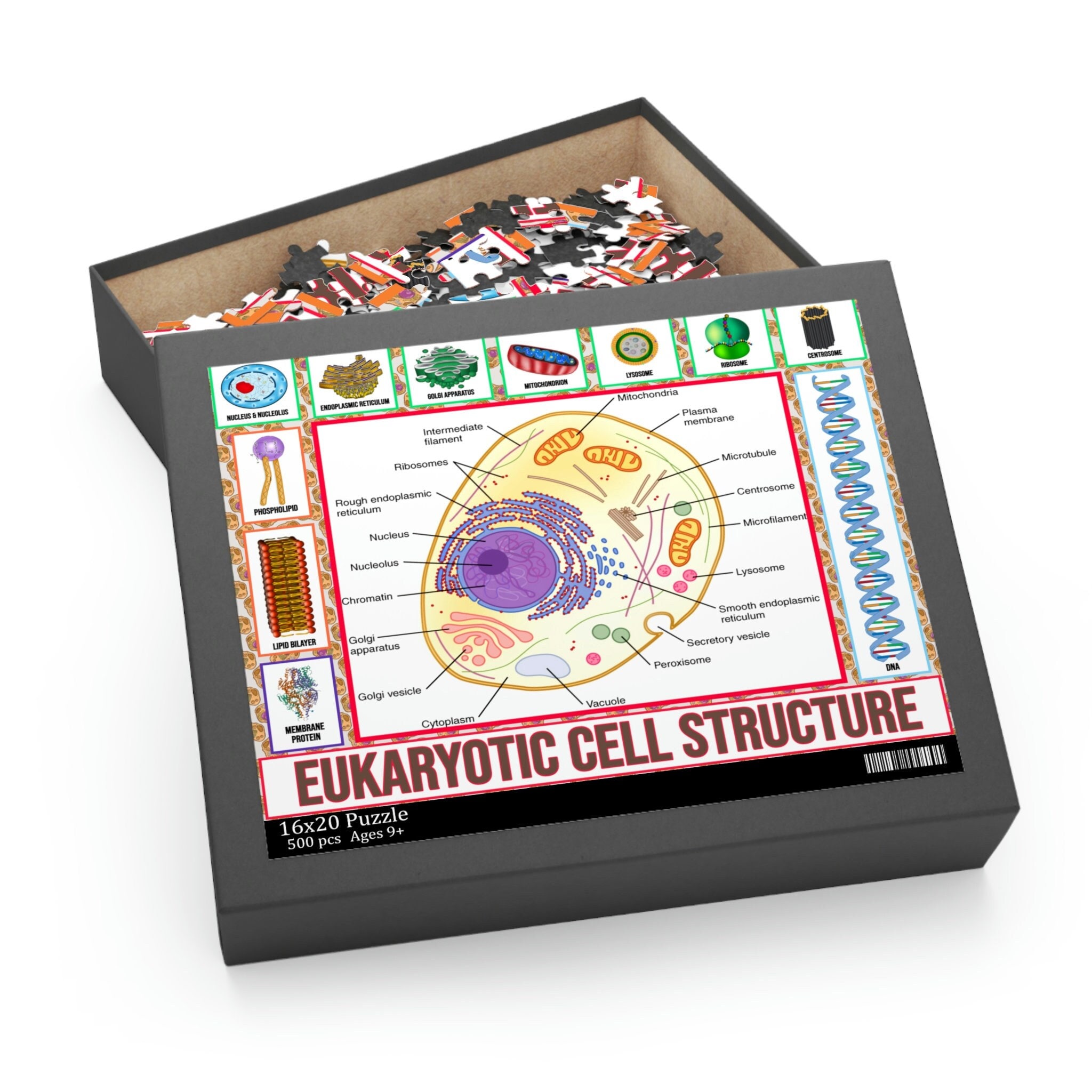 Cell Structure Puzzle, Science Puzzles, Cell Biology Puzzles ...