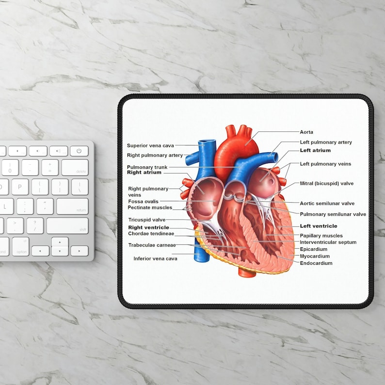 Human Heart Mouse Pad for Nurses, Echotechs, and Biology Students ...