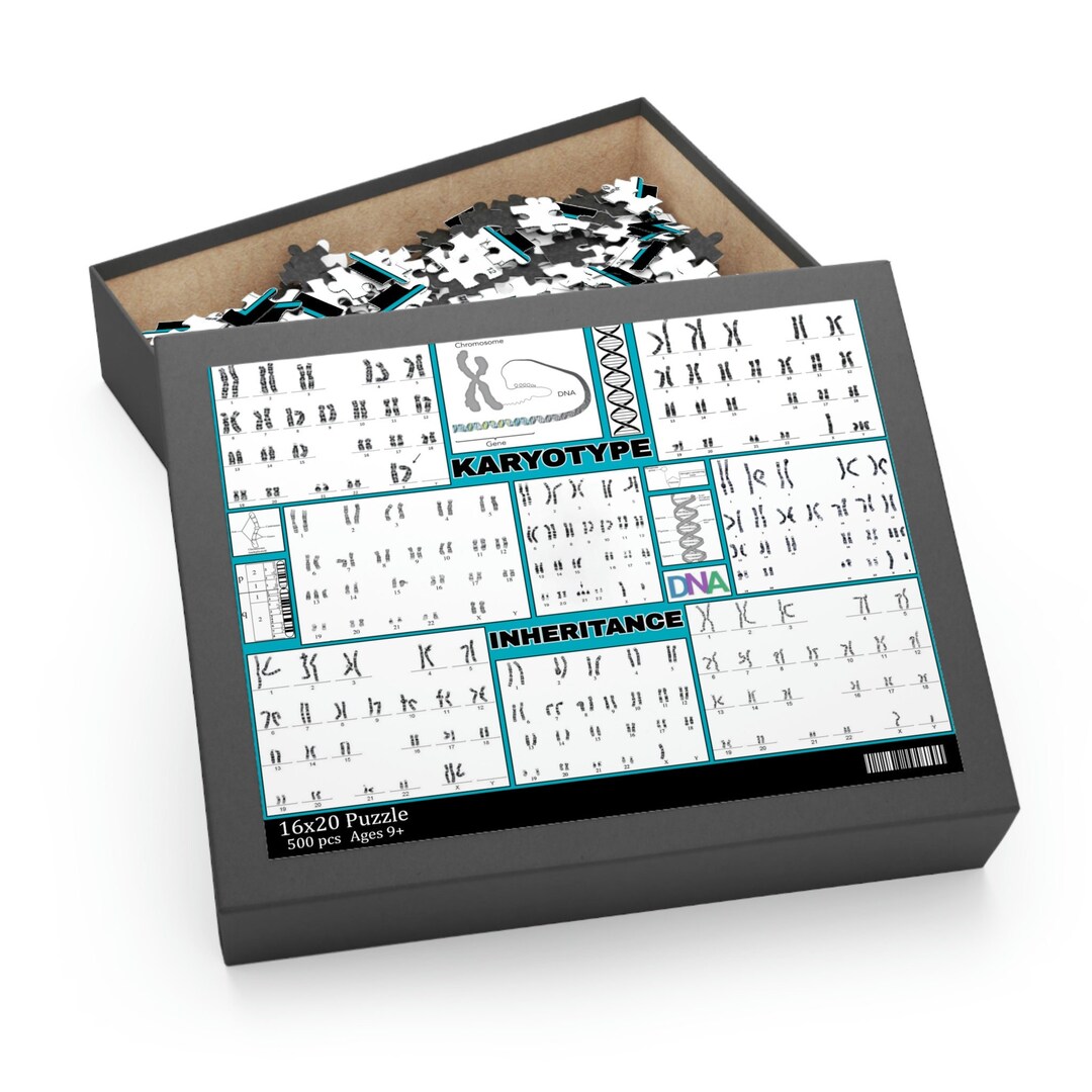 Human Karyotypes and DNA Puzzle; Inheritance Puzzle With Human ...