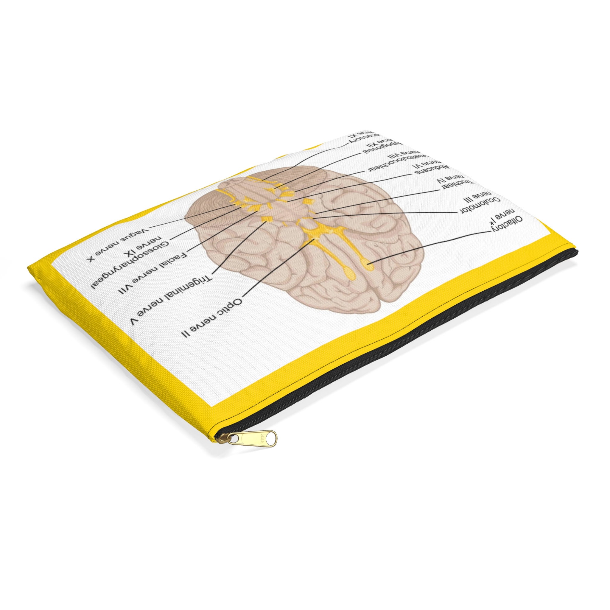 Cranial Nerve Pencil Pouch With Labels and Functions, Cranial Nerve ...