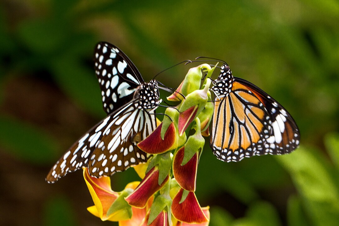 Butterflies Sharing Flowers. - Etsy