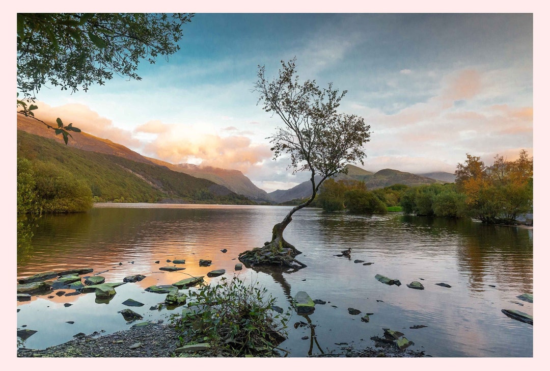 Lone Tree in Lake Lyn Padarn of North Wales - Etsy
