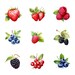 Watercolor Berry Clipart Fruit Clipart Mixed Berries - Etsy