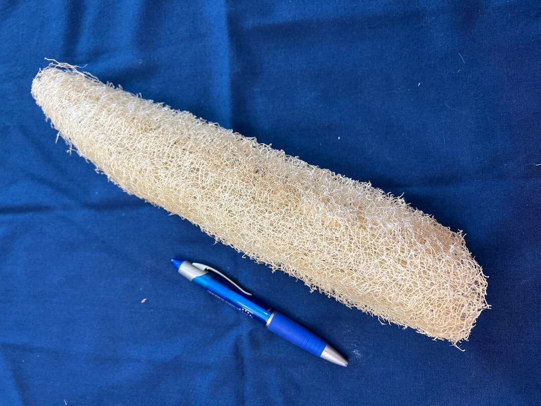Natural Whole Loofah Luffa - Etsy