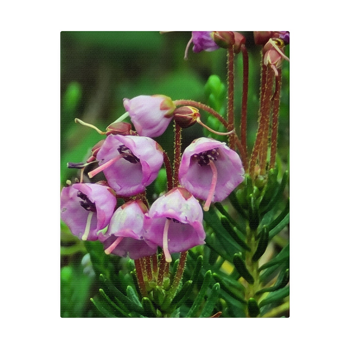 Subalpine Wildflower From Mount Rainier Matte Canvas, Stretched, 0.75 ...