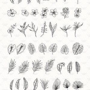 Tropical Botanicals, Floral Line Art, Botanical Line Art SVG, Tropical ...