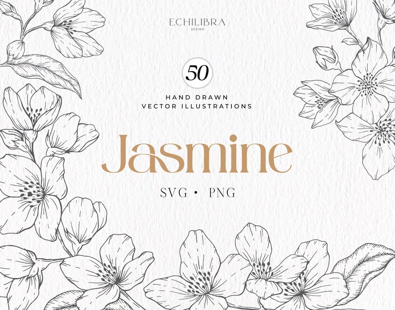 Jasmine Botanical Hand Drawn Vector Illustrations Clipart - Etsy