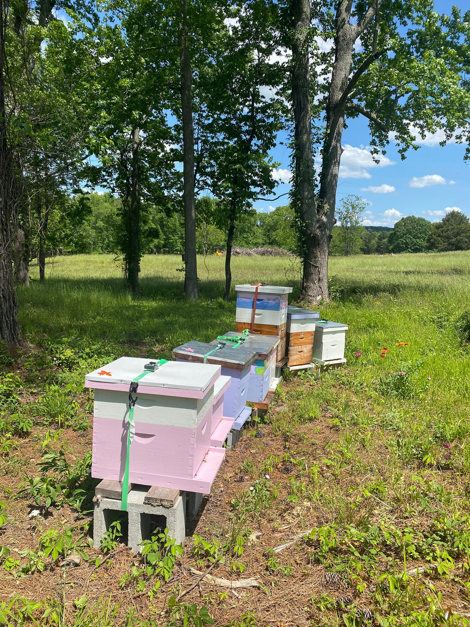 Hive Inspection Checklist for Hives Labeled by Color (red, Yellow, Etc ...