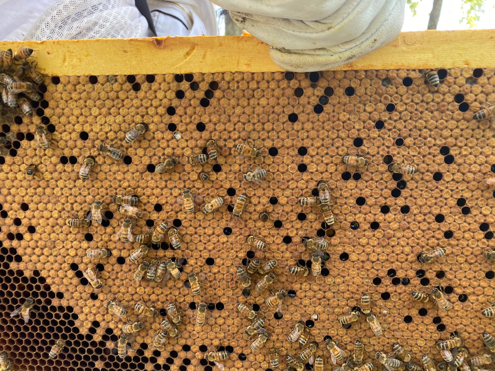 Hive Inspection Checklist for Hives Labeled by Number (#1, #2, Etc.) - Etsy