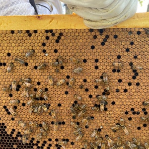 Hive Inspection Checklist for Hives Labeled by Color red, Yellow, Etc ...