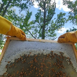 Hive Inspection Checklist for Hives Labeled by Color red, Yellow, Etc ...