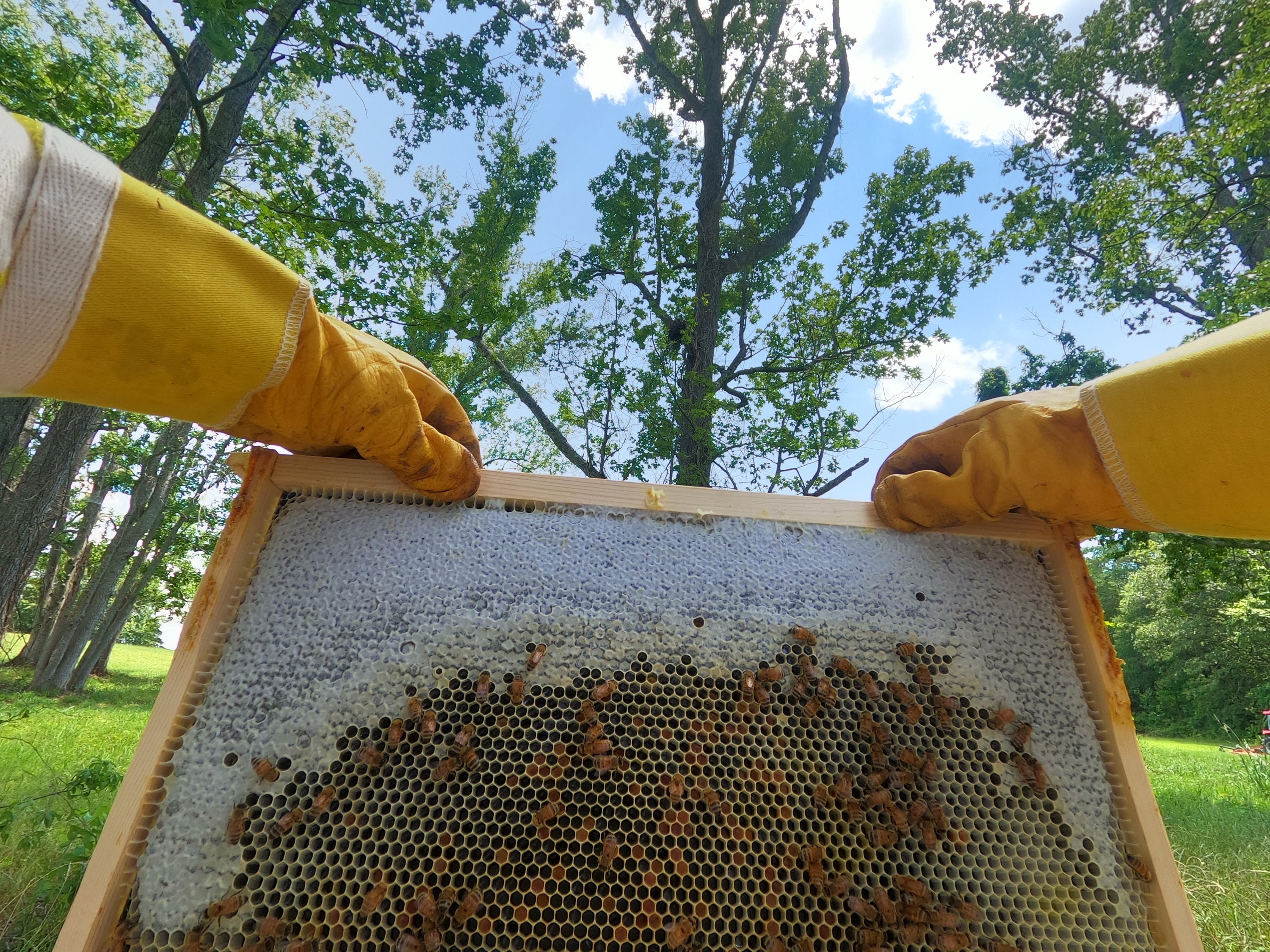 Hive Inspection Checklist for Hives Labeled by Number (#1, #2, Etc.) - Etsy