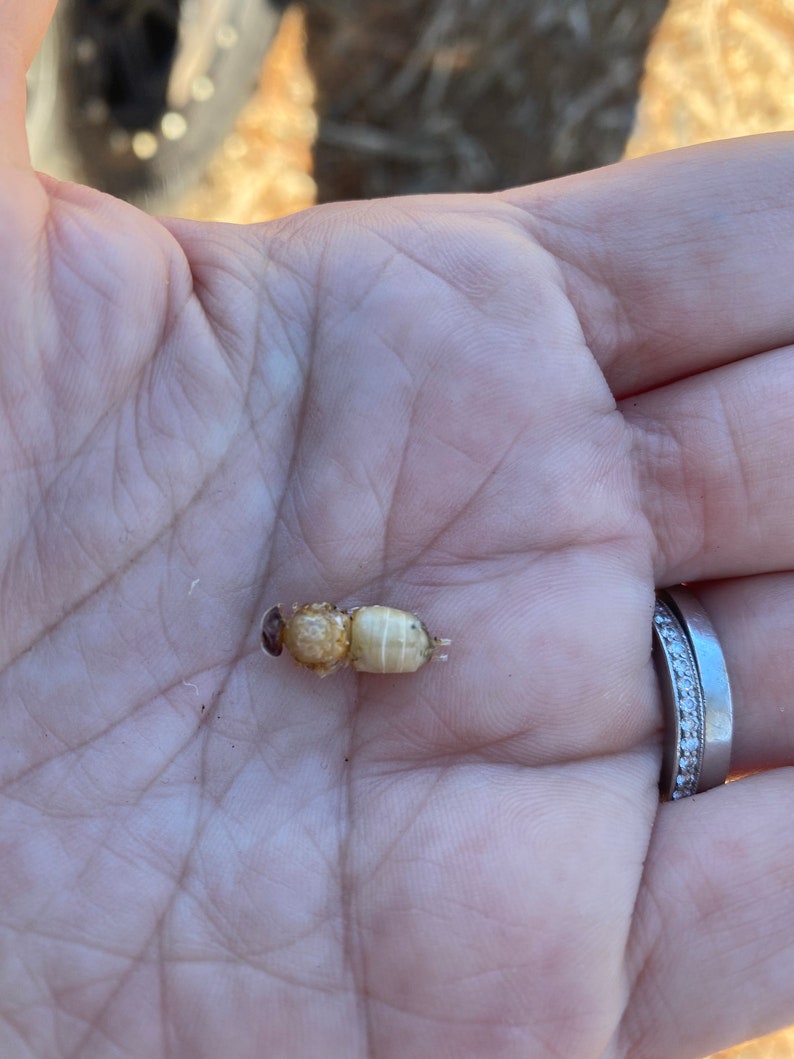 Winter Hive Record for Hives Labeled by Color (red, Yellow, Etc.) - Etsy