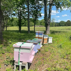 Record Keeping Bundle for Beekeepers- Inspection, Winter & Honey ...