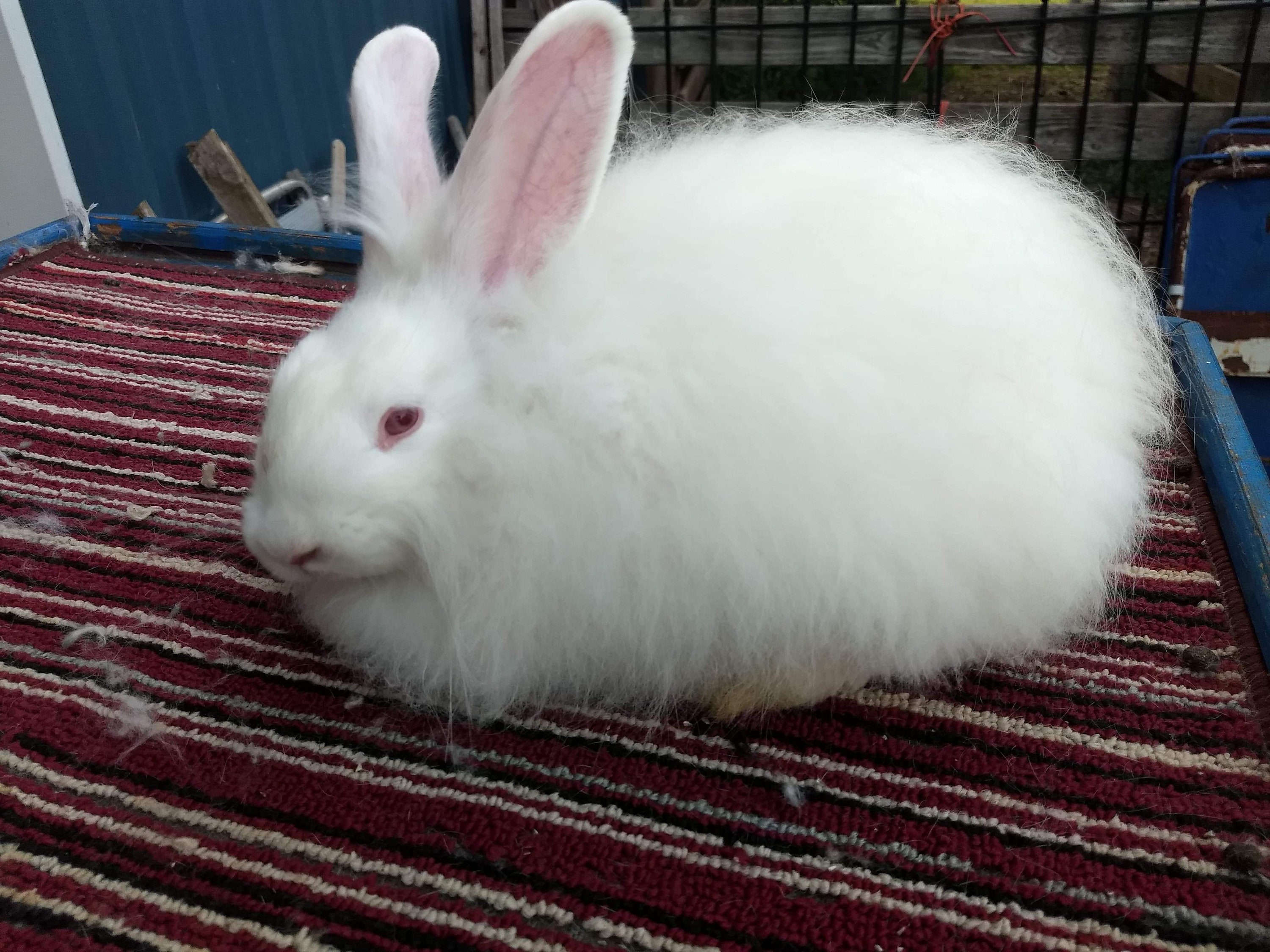 Bunny Balls bunny Manure - Etsy