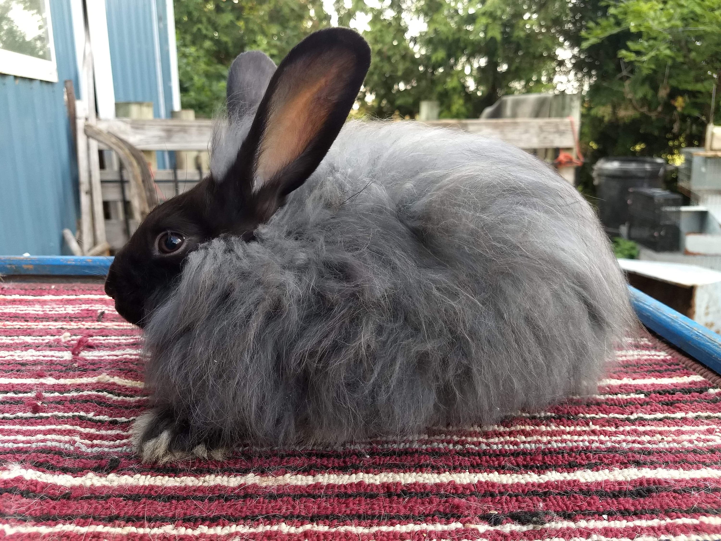 Bunny Balls bunny Manure - Etsy