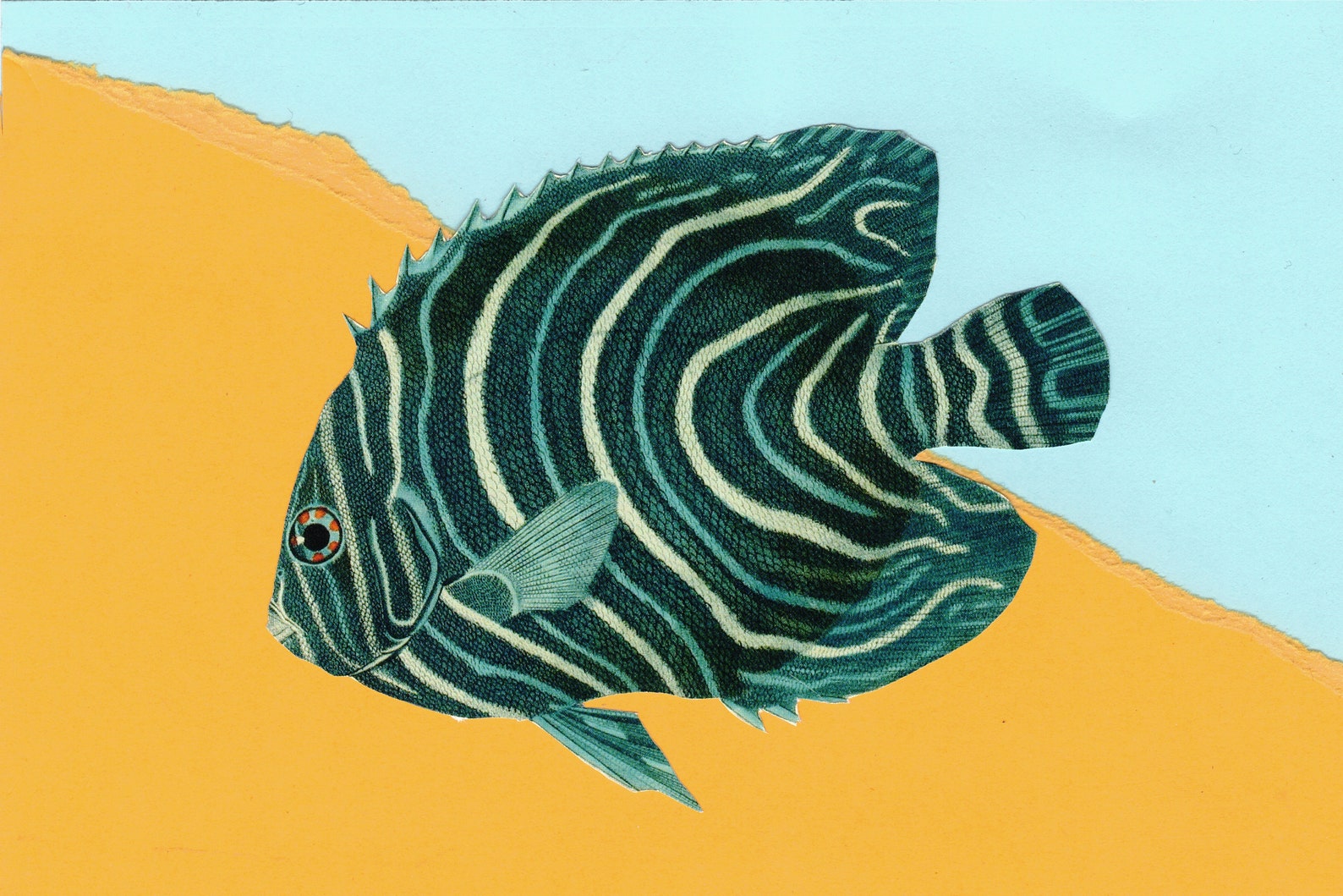 Tropical Fish Collage Digital File - Etsy