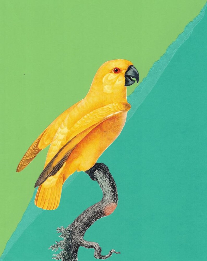 Yellow Parrot Collage Digital File - Etsy