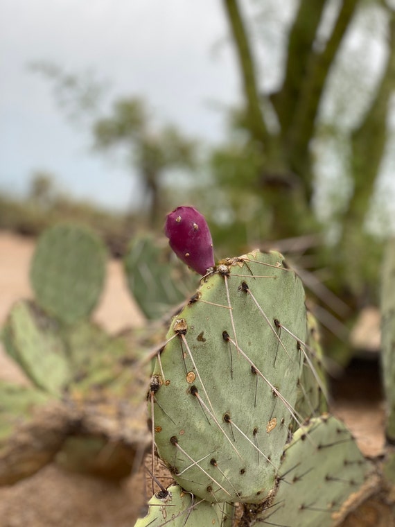 Prickly Pear Pink Nopal Nopal Wall Art Western Desert Boho - Etsy