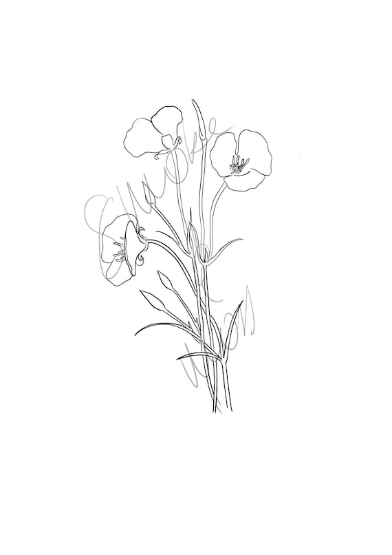 Poppy Line Drawing Easy