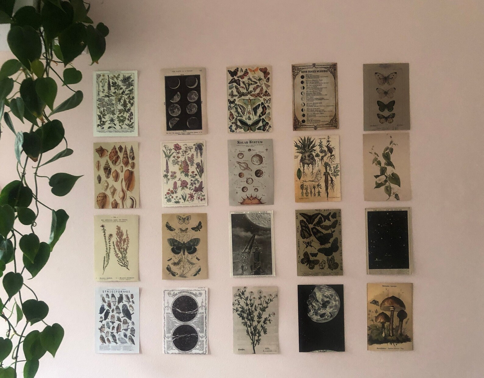 Natural Botanical Aesthetic Wall Collage Kit 20 Physical - Etsy