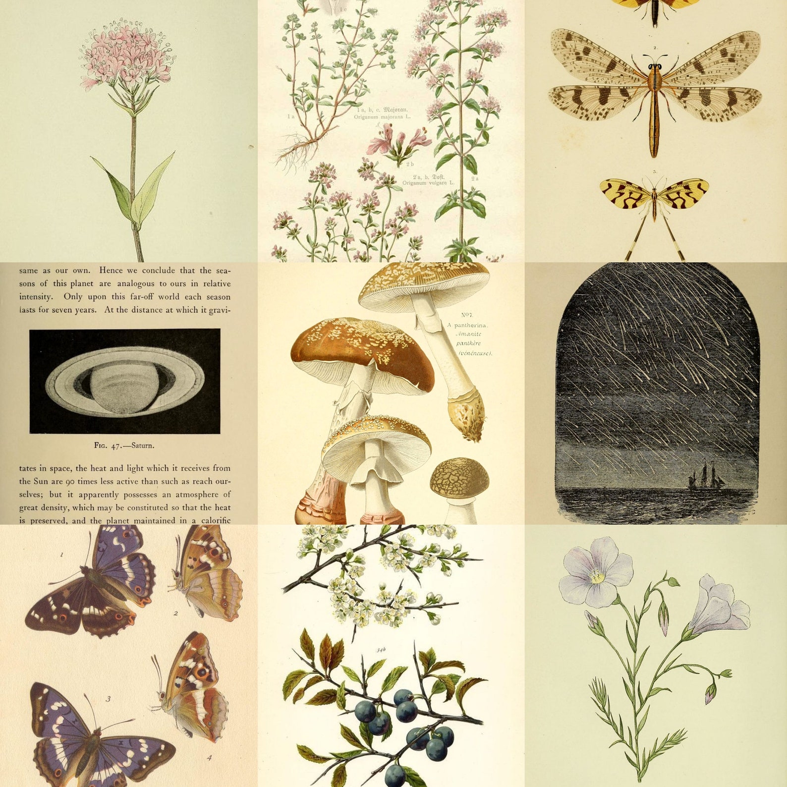 Natural Botanical Aesthetic Wall Collage Kit 20 Physical Prints - Etsy