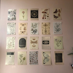 Natural Botanical Aesthetic Wall Collage Kit- 20 Physical Prints - Etsy