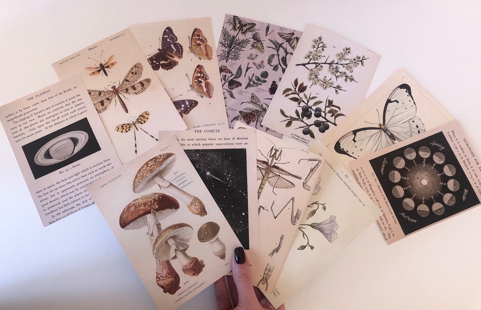 Natural Botanical Aesthetic Wall Collage Kit 20 Physical - Etsy