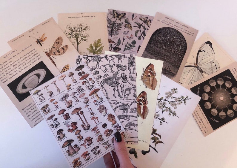 Natural Botanical Aesthetic Wall Collage Kit 20 Physical - Etsy