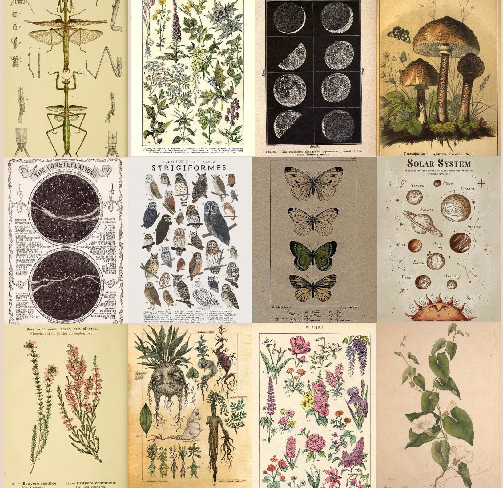 Natural Botanical Aesthetic Wall Collage Kit 20 Physical - Etsy