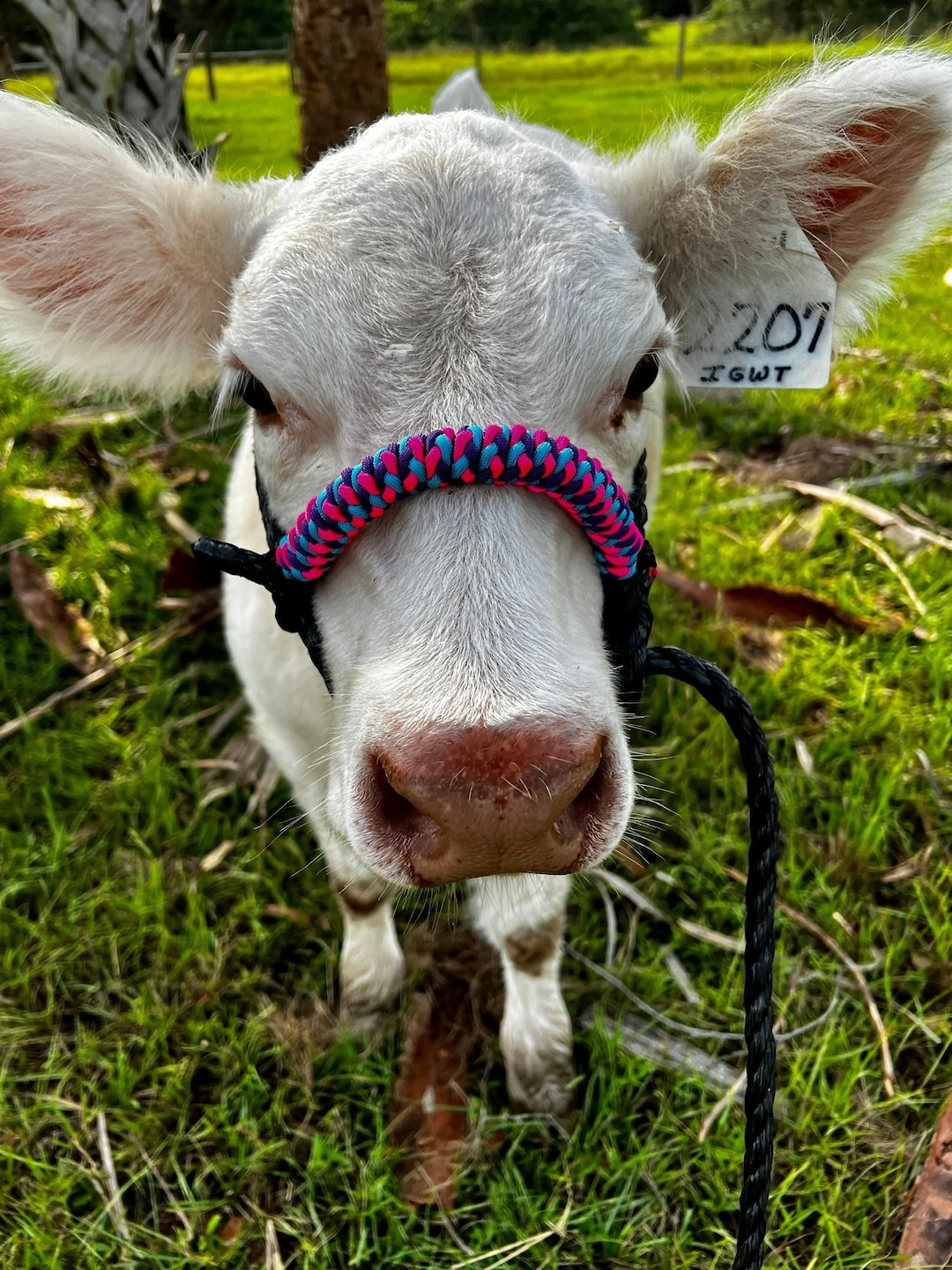 Cattle Rope Halter - Etsy