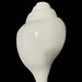 Conch Shell Horn I Beautiful Plain White Sanka I Instrumental Trumpet ...