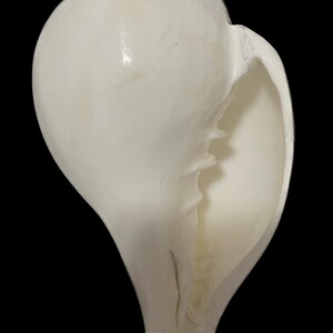Conch Shell Horn I Beautiful Plain White Sanka I Instrumental Trumpet ...