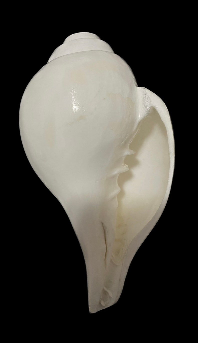 Conch Shell Horn I Beautiful Plain White Sanka I Instrumental Trumpet ...