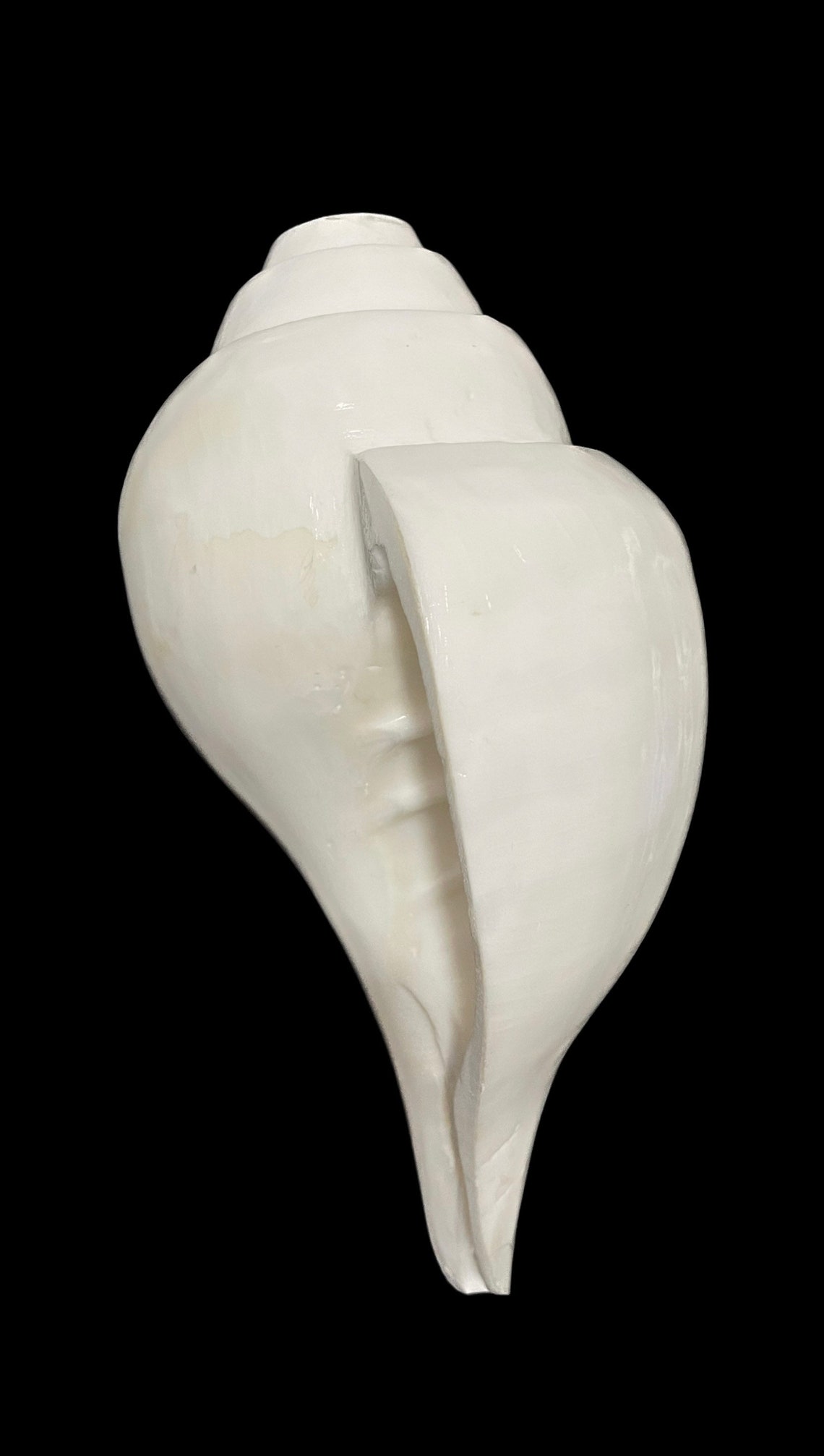 Conch Shell Horn I Beautiful Plain White Sanka I Instrumental Trumpet ...