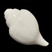 Conch Shell Horn I Beautiful Plain White Sanka I Instrumental Trumpet ...